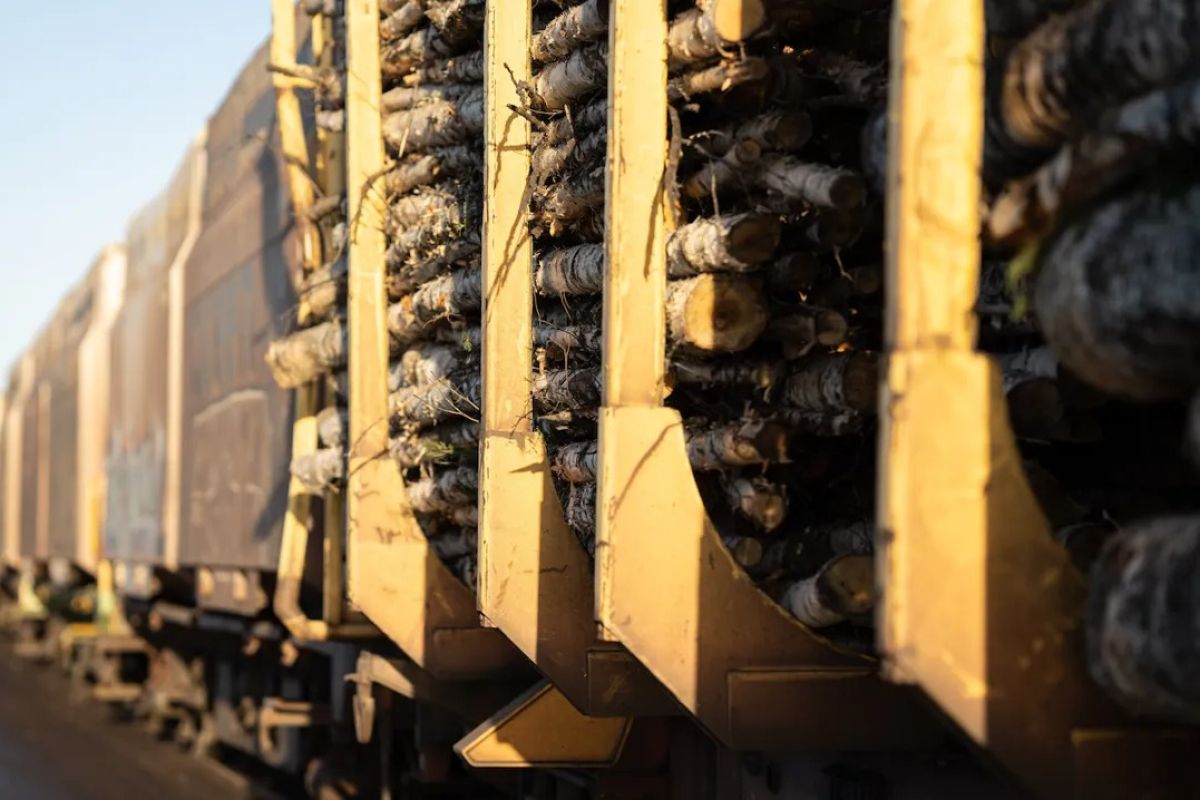 Norra Skog doubles timber transport by rail | Latest Railway News